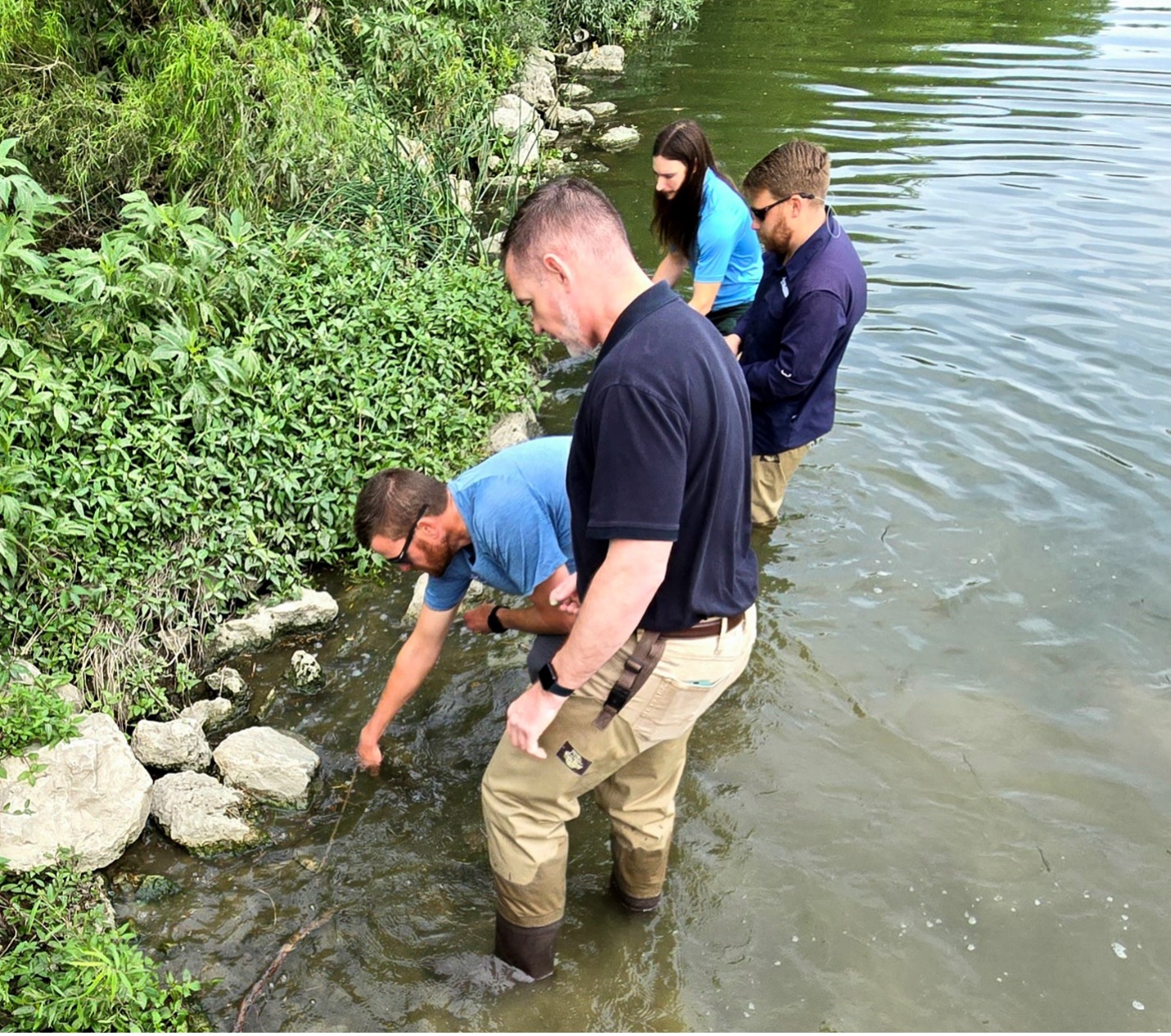 Native mussels return to the San Antonio River in first-in-Texas ...