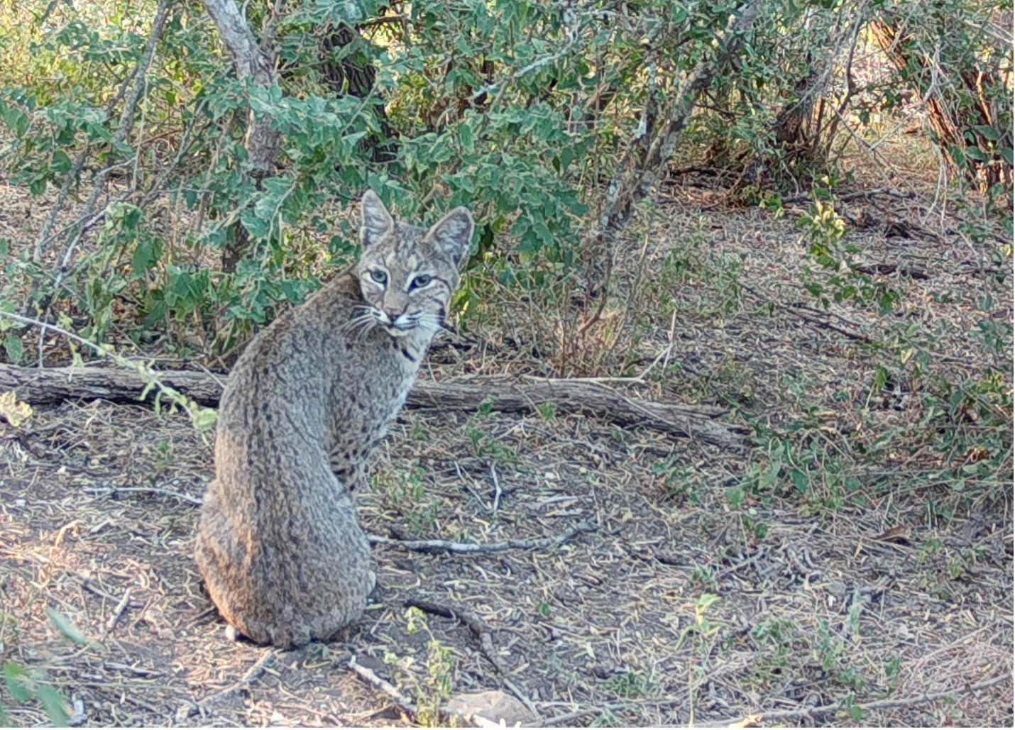 South Texas Natives: Bobcat ~ San Antonio River Authority